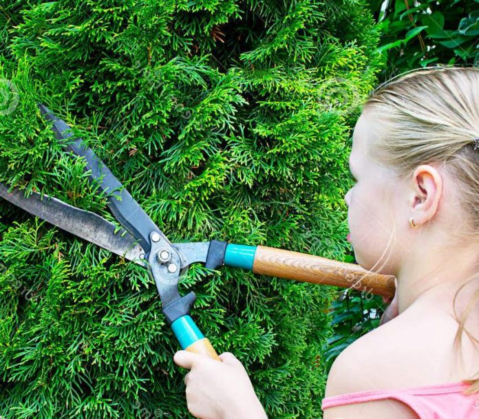 The Ultimate Snip: Pruning Your Garden - Rocking Mama's Blog